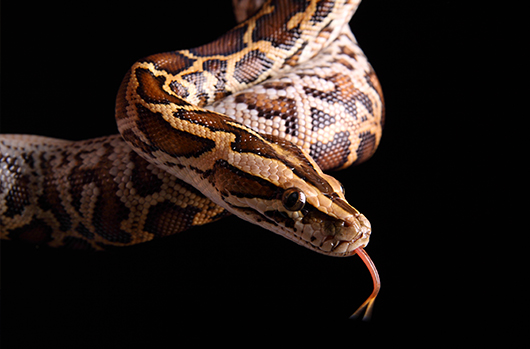 Spark Hot Potato Passing Dataframes Between Scala Spark And Pyspark